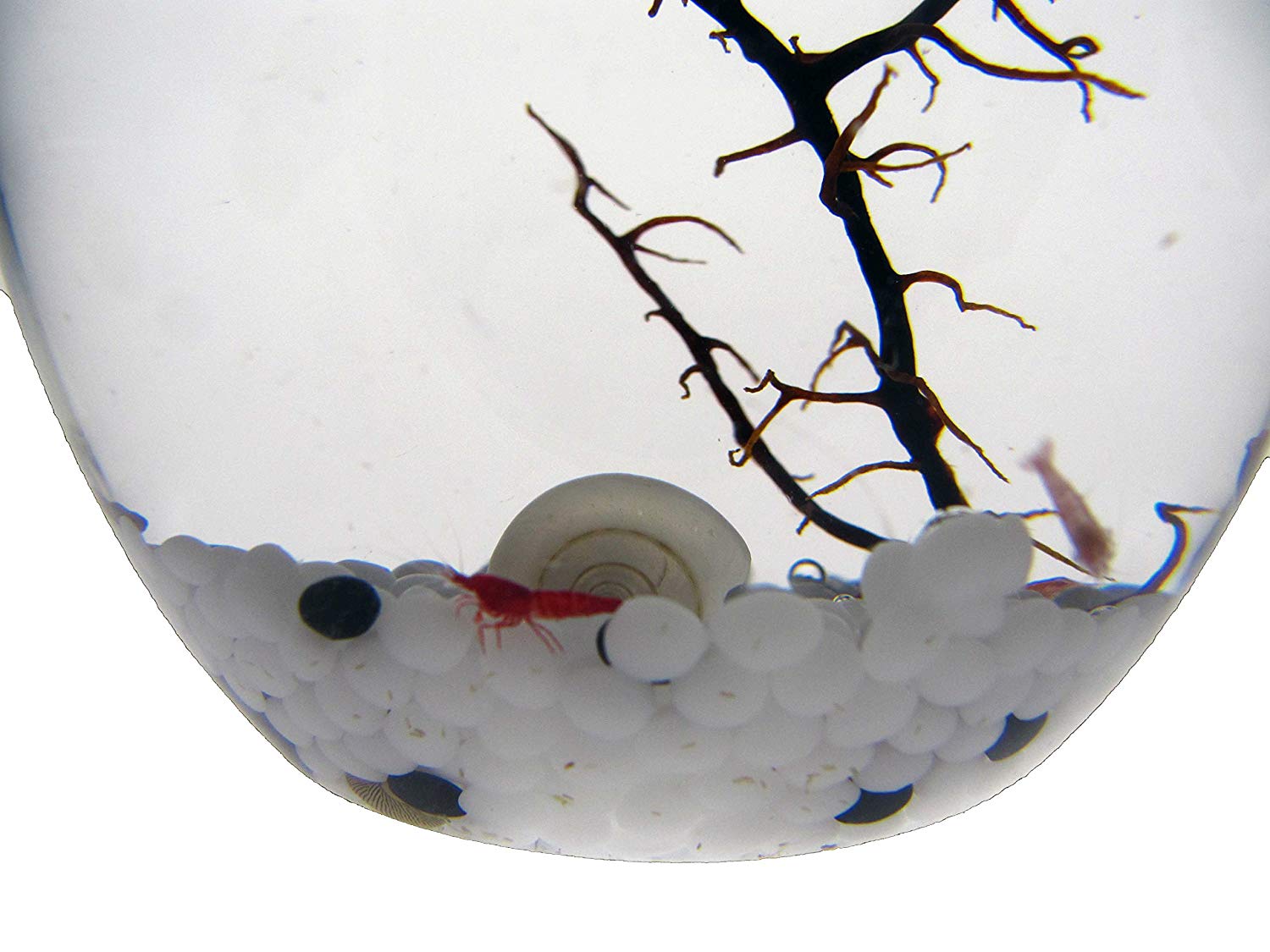 EcoSphere Ökosystem mit Garnelen | Ecosphere-Shop